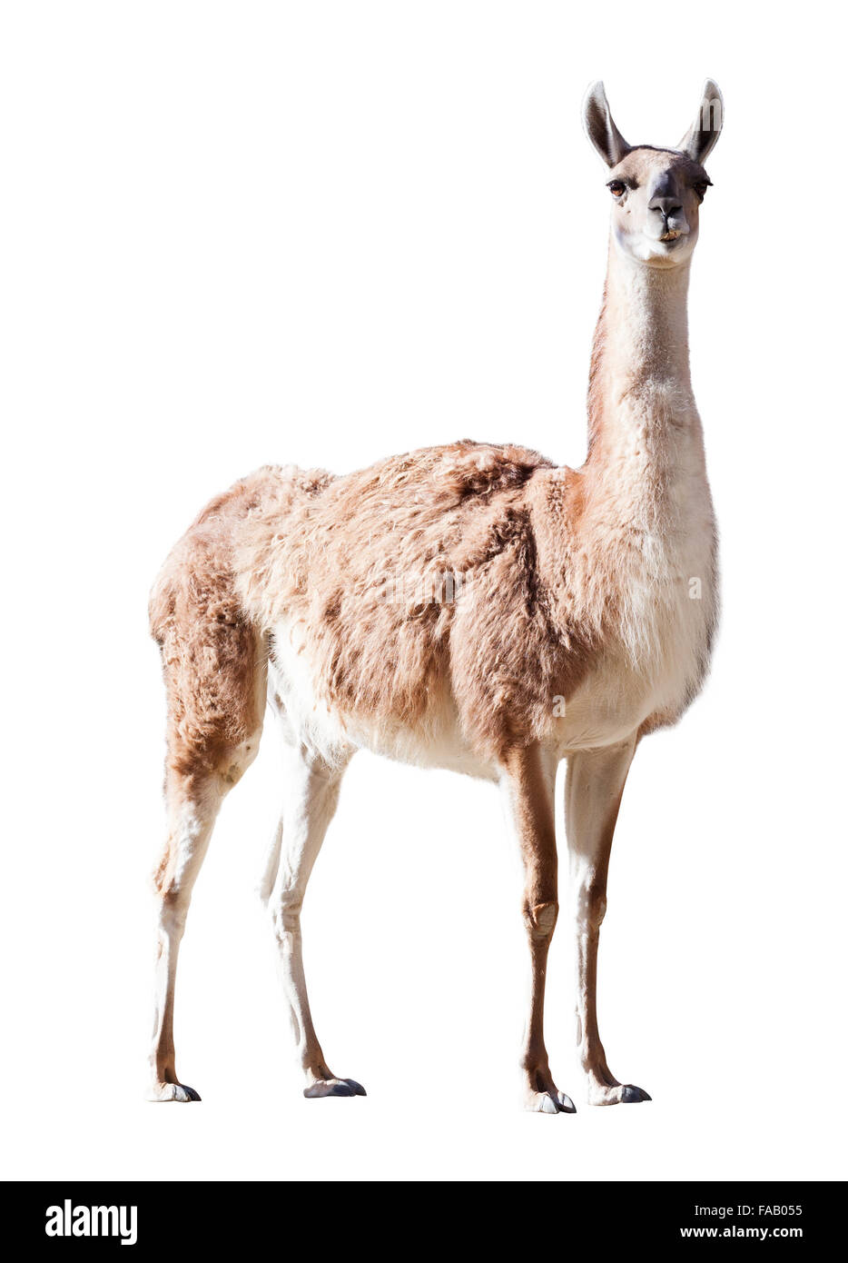 Full length shot of Guanaco. Isolated on white background Stock Photo ...