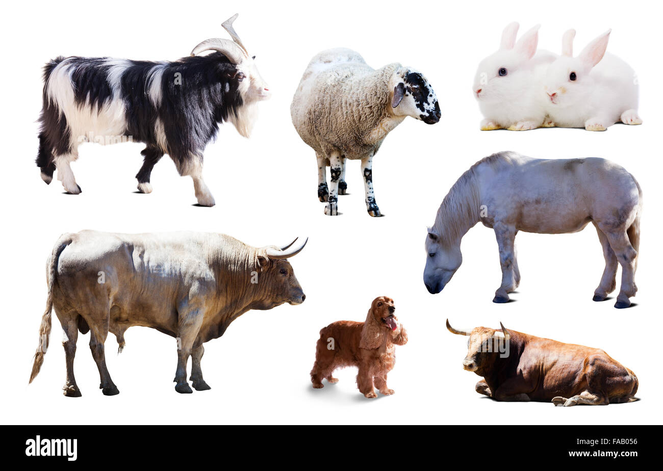 Set of farm animals. Isolated over white background with shade Stock ...