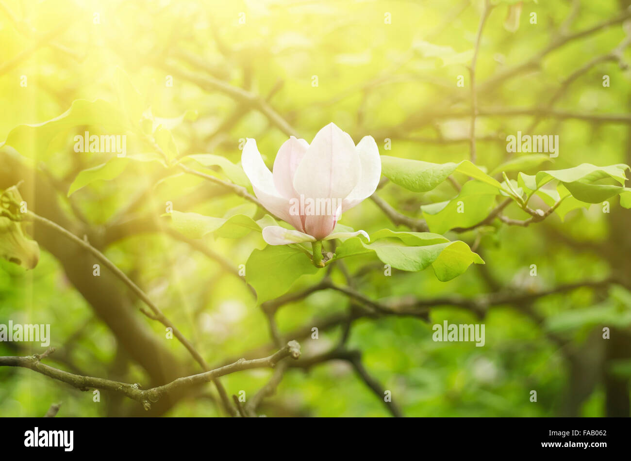 Blossoming of magnolia flowers in spring time, sunny floral background ...