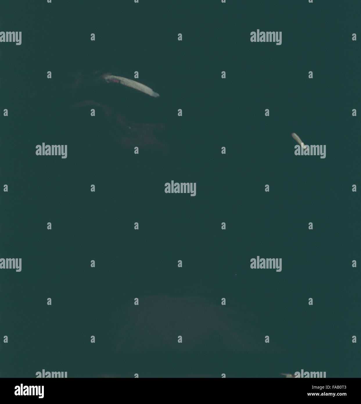 This collection of unedited photographs from the Apollo 9 mission ...