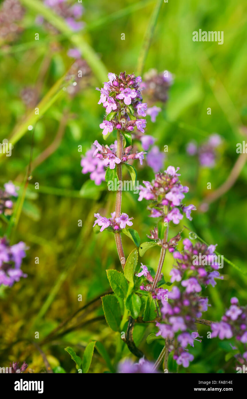 Thymus , thyme - healing herb and condiment growing in nature, natural ...