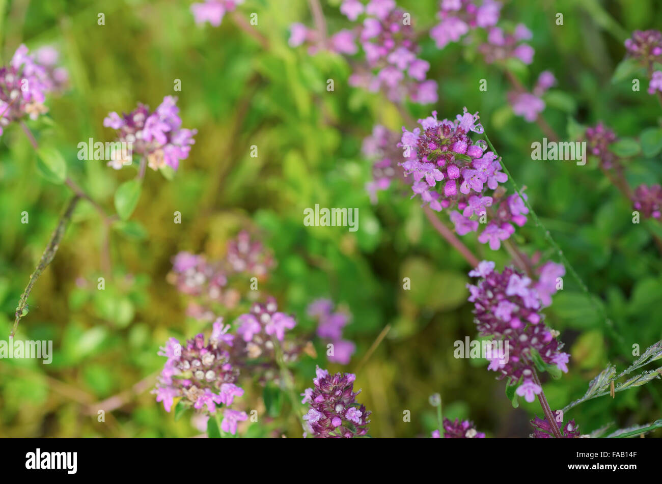 Thymus , thyme - healing herb and condiment growing in nature, natural ...