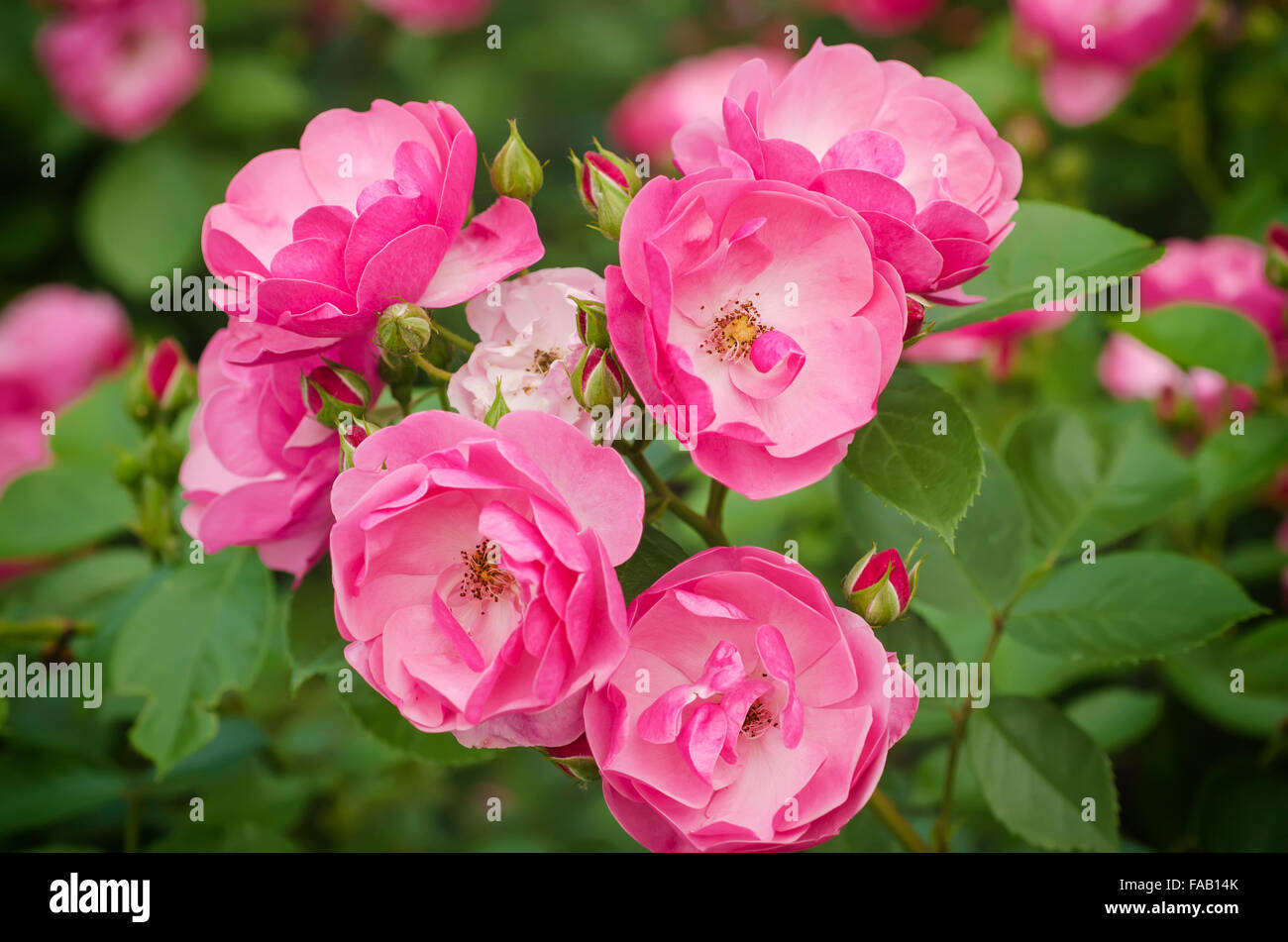 Pink beautiful rose growing in the garden, natural floral background ...