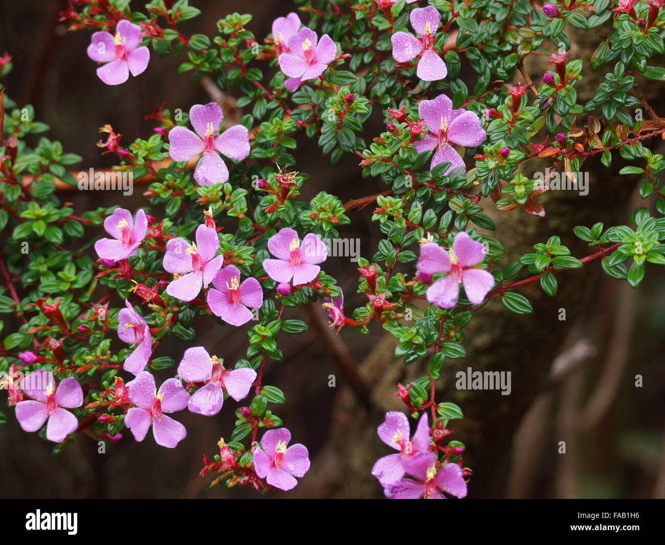Melastomataceae hi-res stock photography and images - Alamy