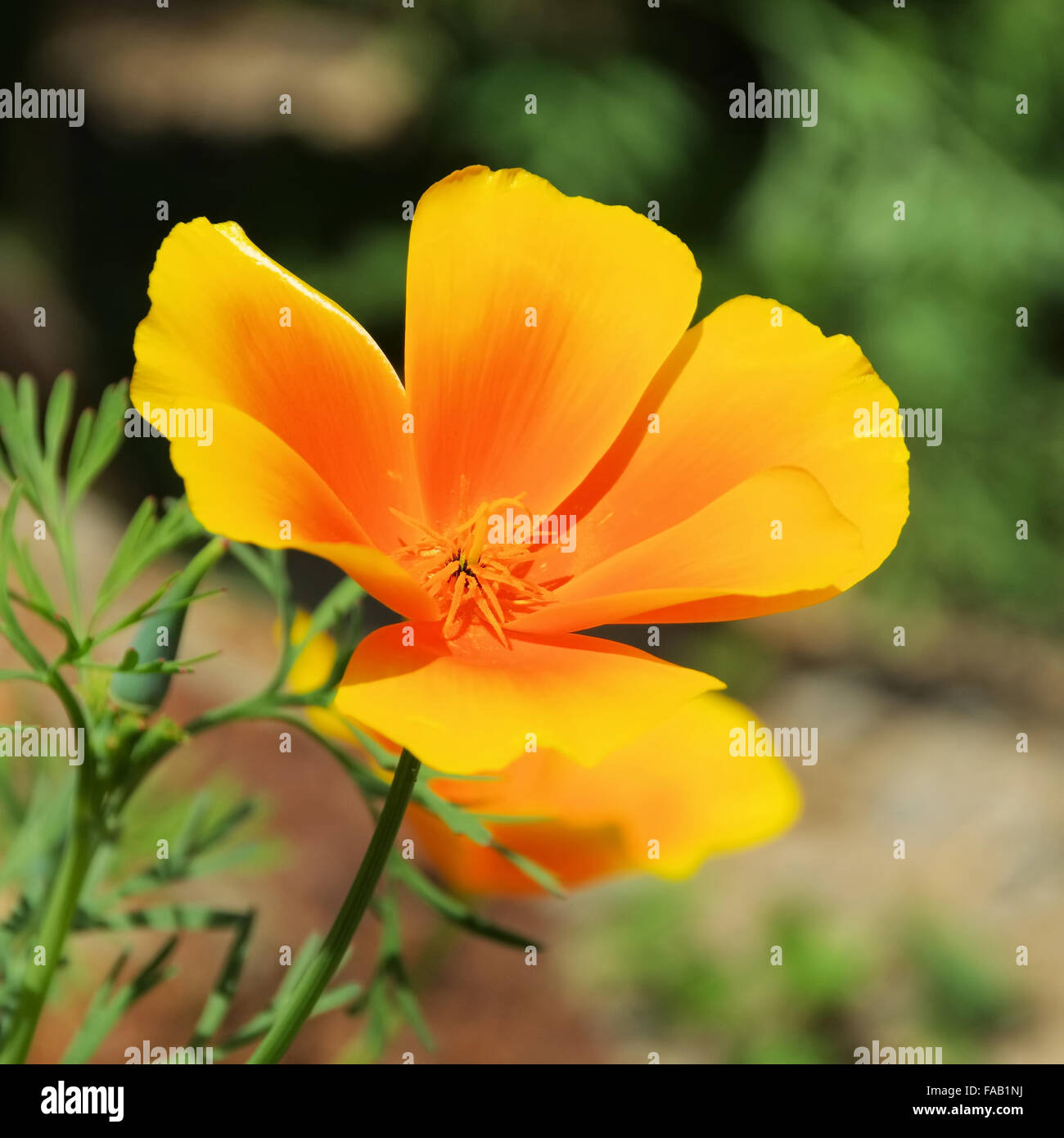 California poppy closeup wild flowers hi-res stock photography and ...