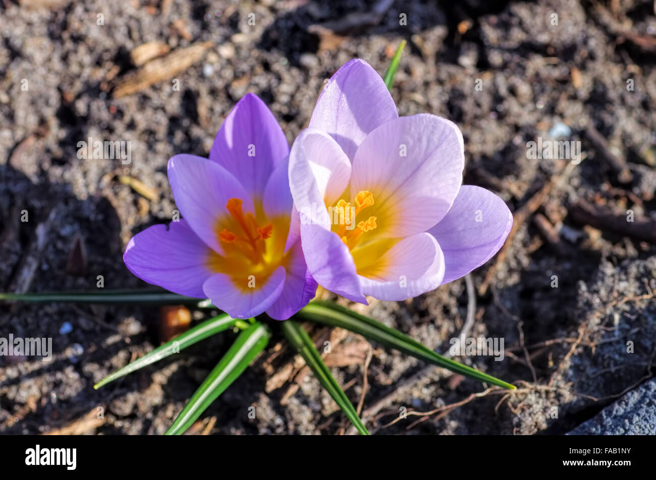 Krokus sieberi Firefly - Crocus sieberi Firefly 01 Stock Photo - Alamy