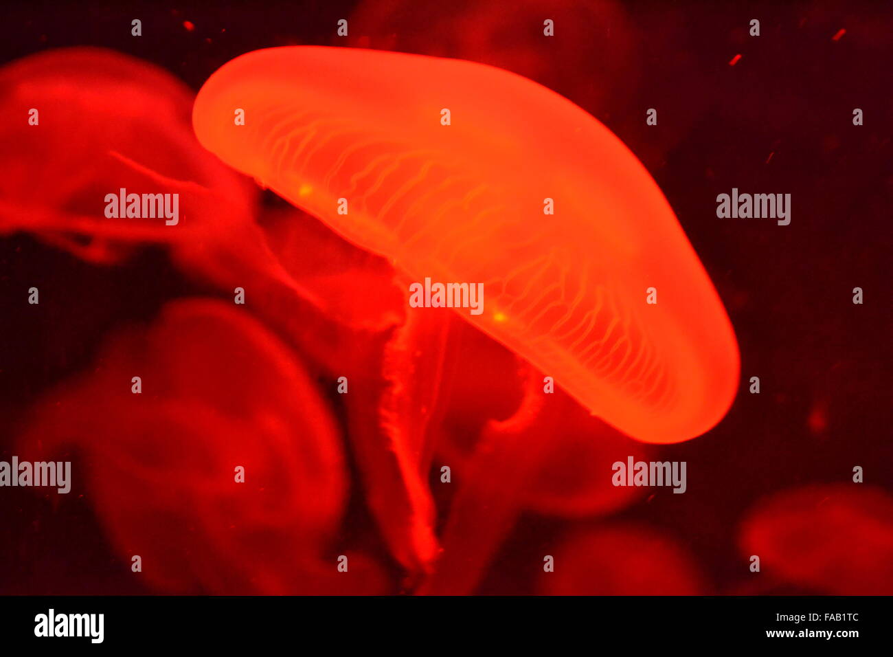 Jellyfish group in aquarium hi-res stock photography and images - Alamy