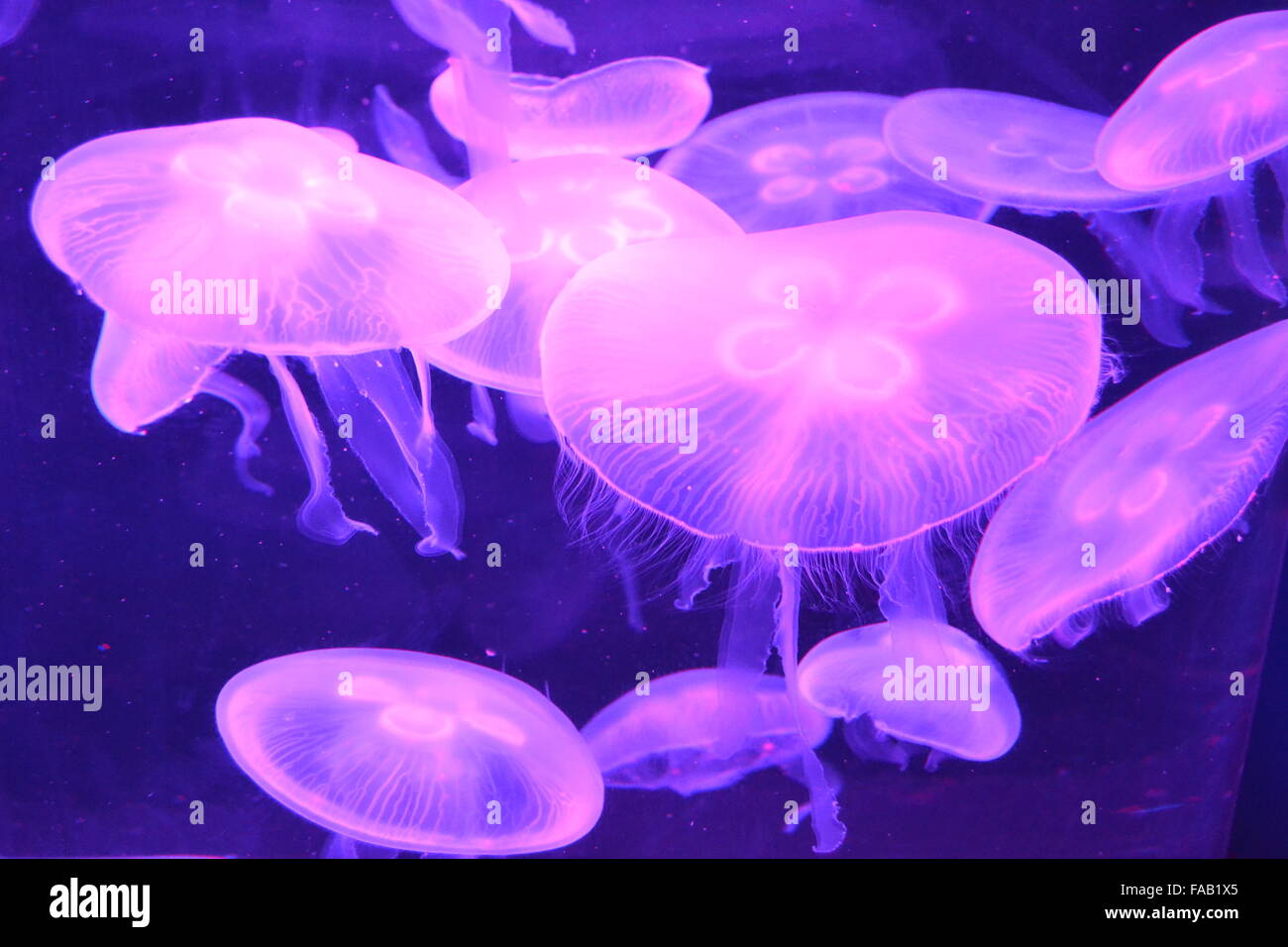 Jellyfish with tendrils swimming in aquarium with purple colors Stock ...