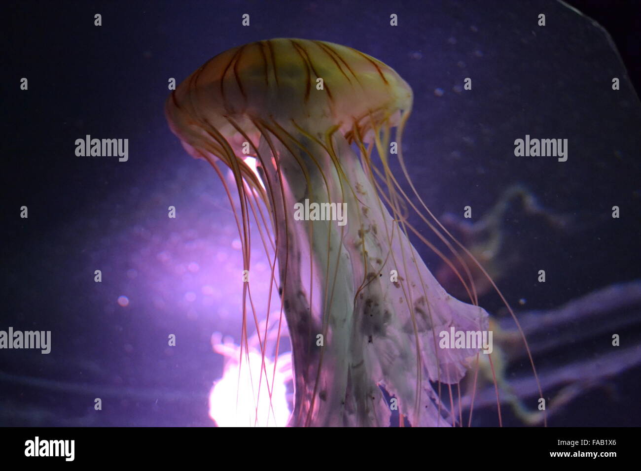 Striped jellyfish with tendrils swimming in aquarium on purple ...