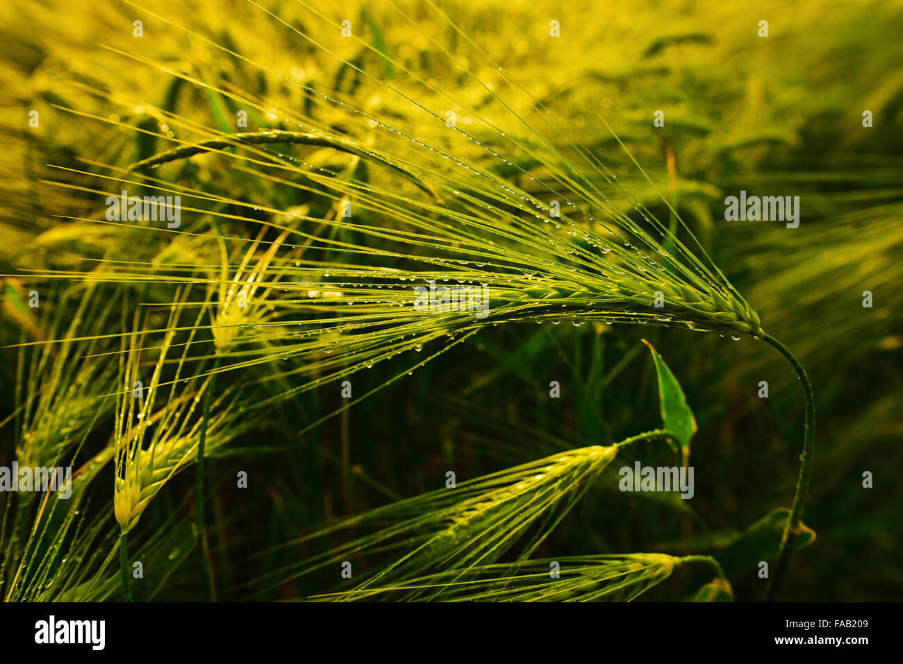 Sprinkled Barley spike Stock Photo - Alamy