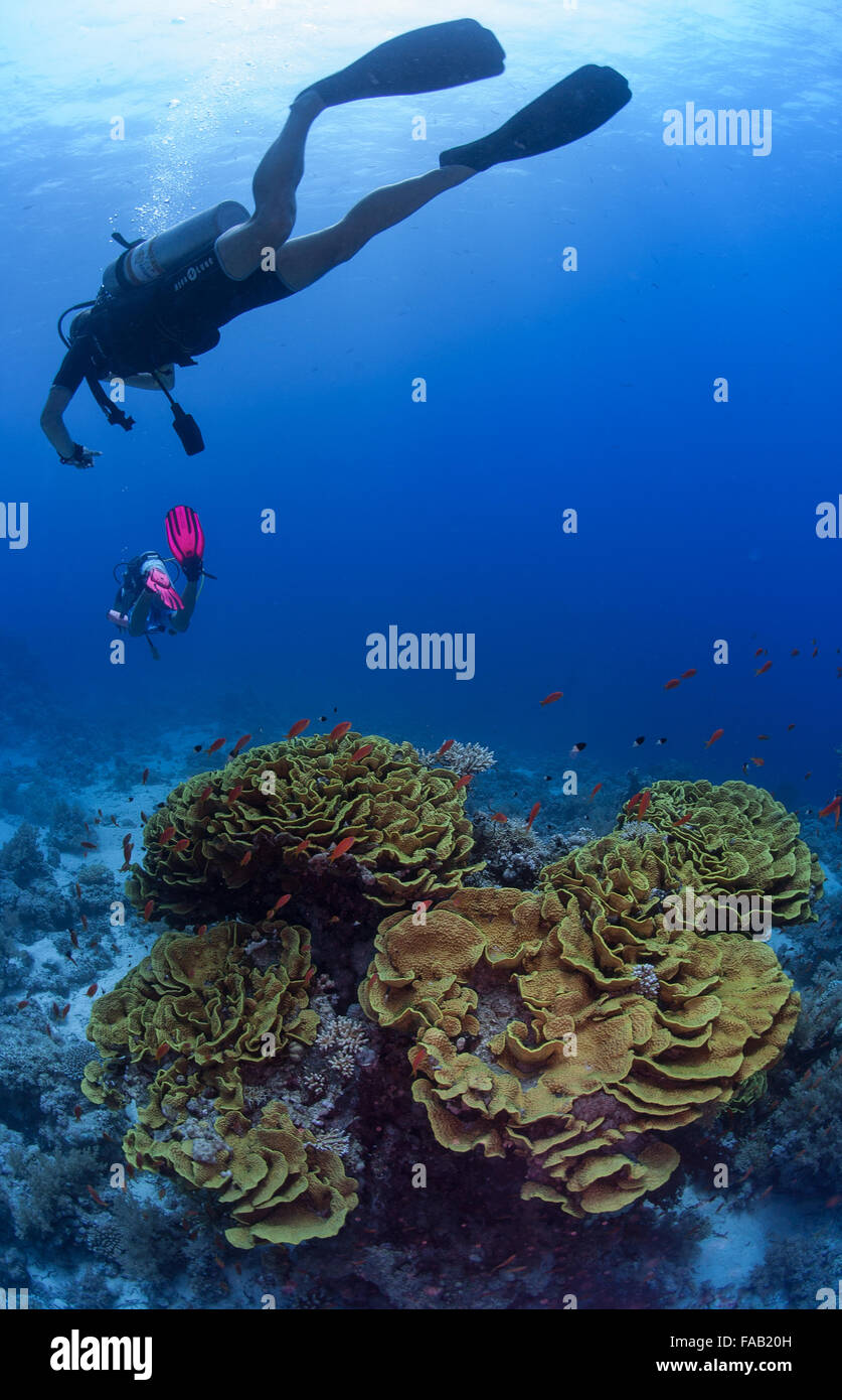 Disc coral hi-res stock photography and images - Alamy