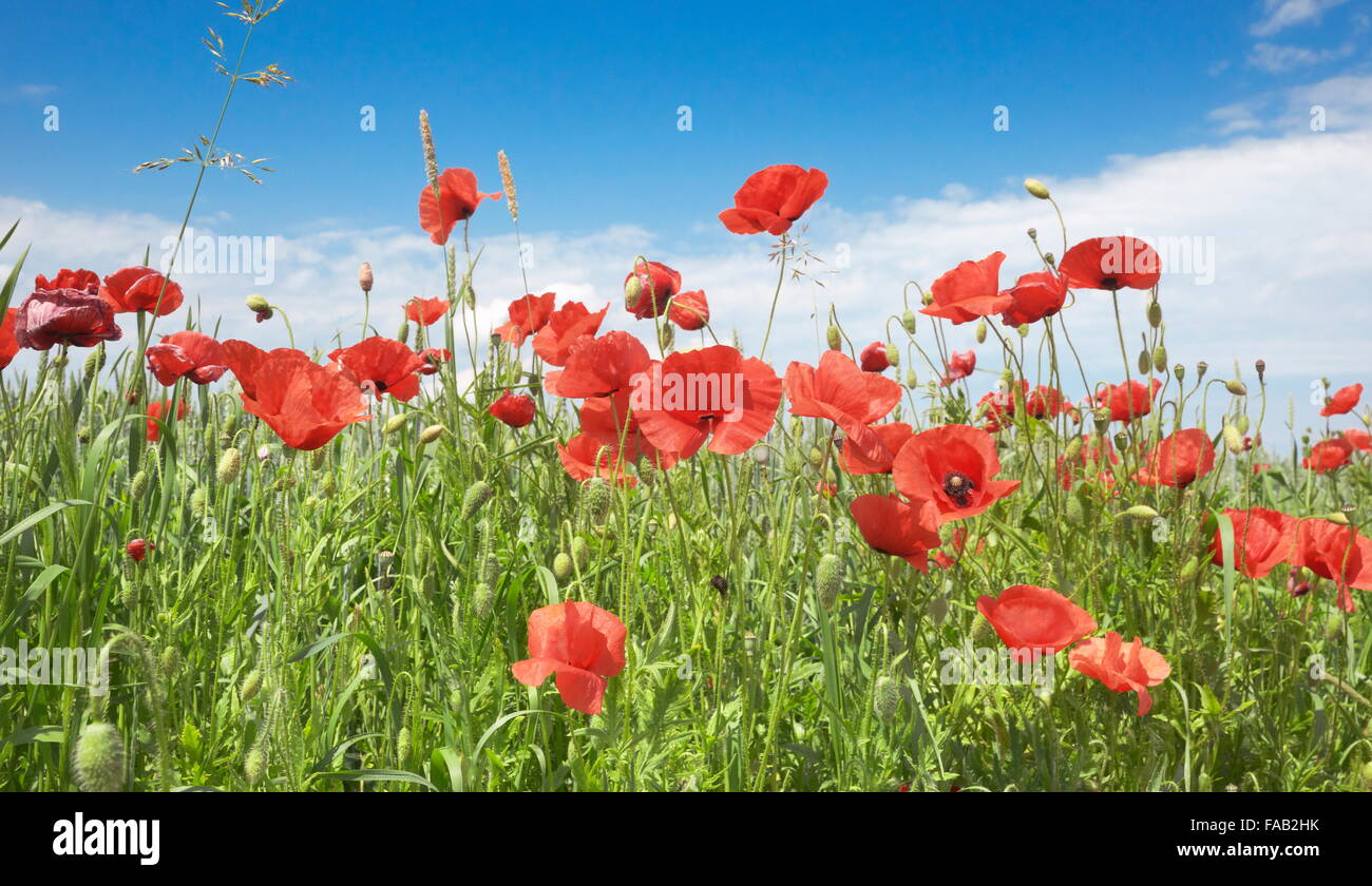 Landscape with poppies field and blue sky, Poland Stock Photo - Alamy