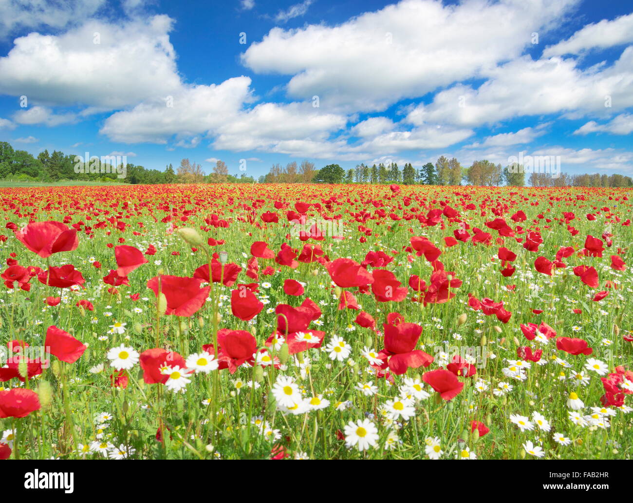 Landscape with a blooming poppies field, Poland Stock Photo - Alamy