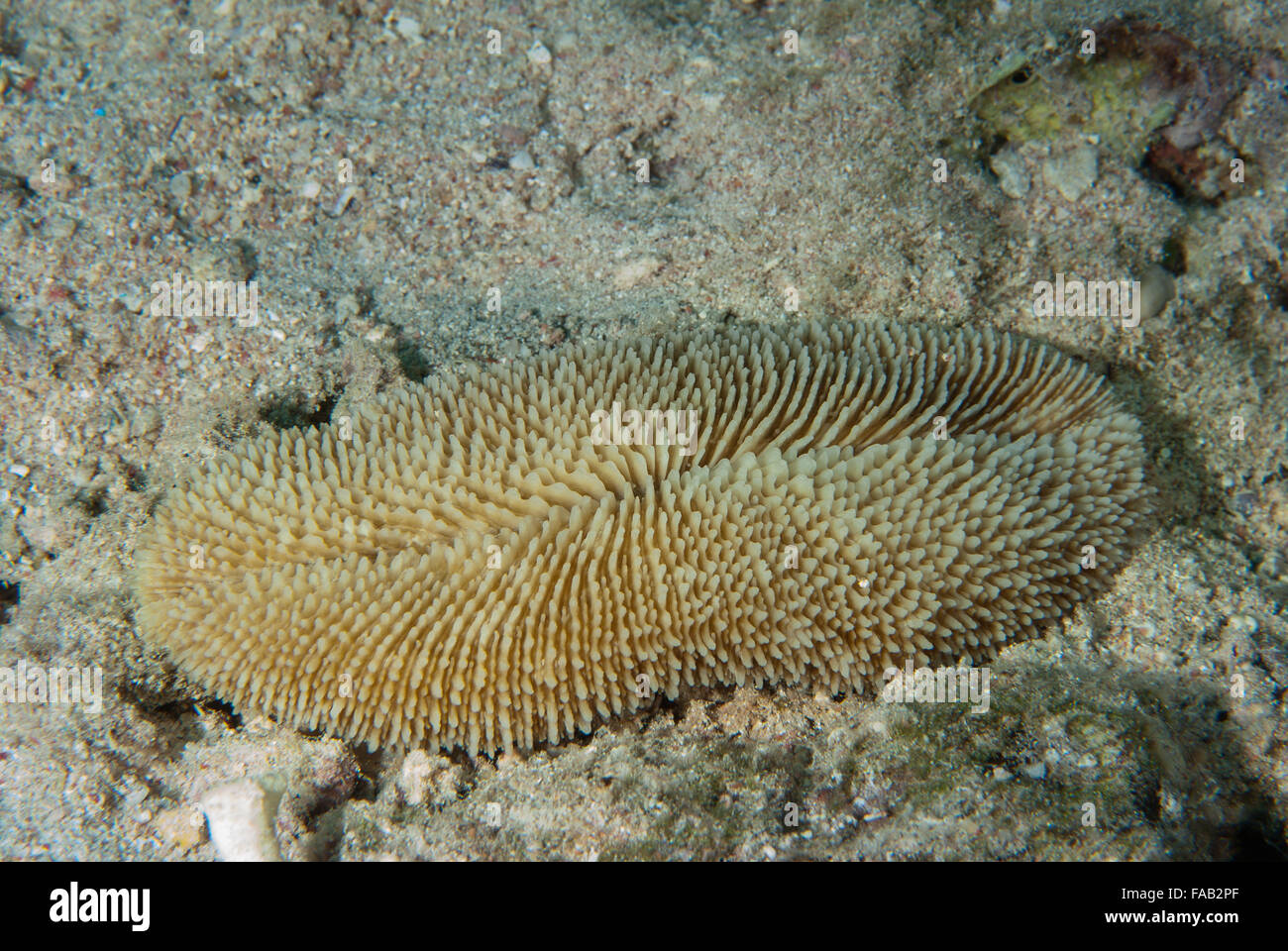 Feather mushroom hard coral, Ctenactis echinata, Fungiidae, Sharm el ...