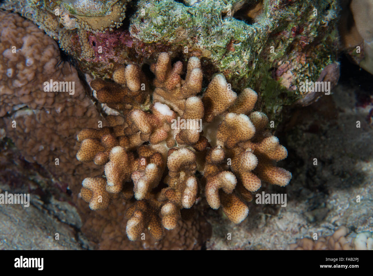 Pocillopora coral hi-res stock photography and images - Alamy