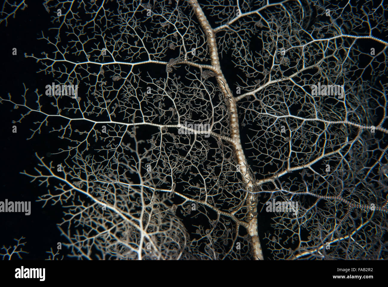 Giant sea-fan, Annella mollis, Subergorgiidae, Sharm el-Sheik, Red Sea ...
