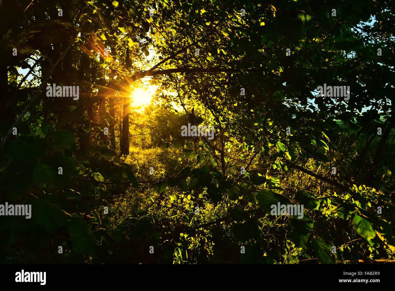 Sun shining through forest Stock Photo - Alamy