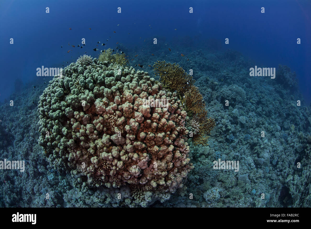 Porites nodifera red sea hi-res stock photography and images - Alamy
