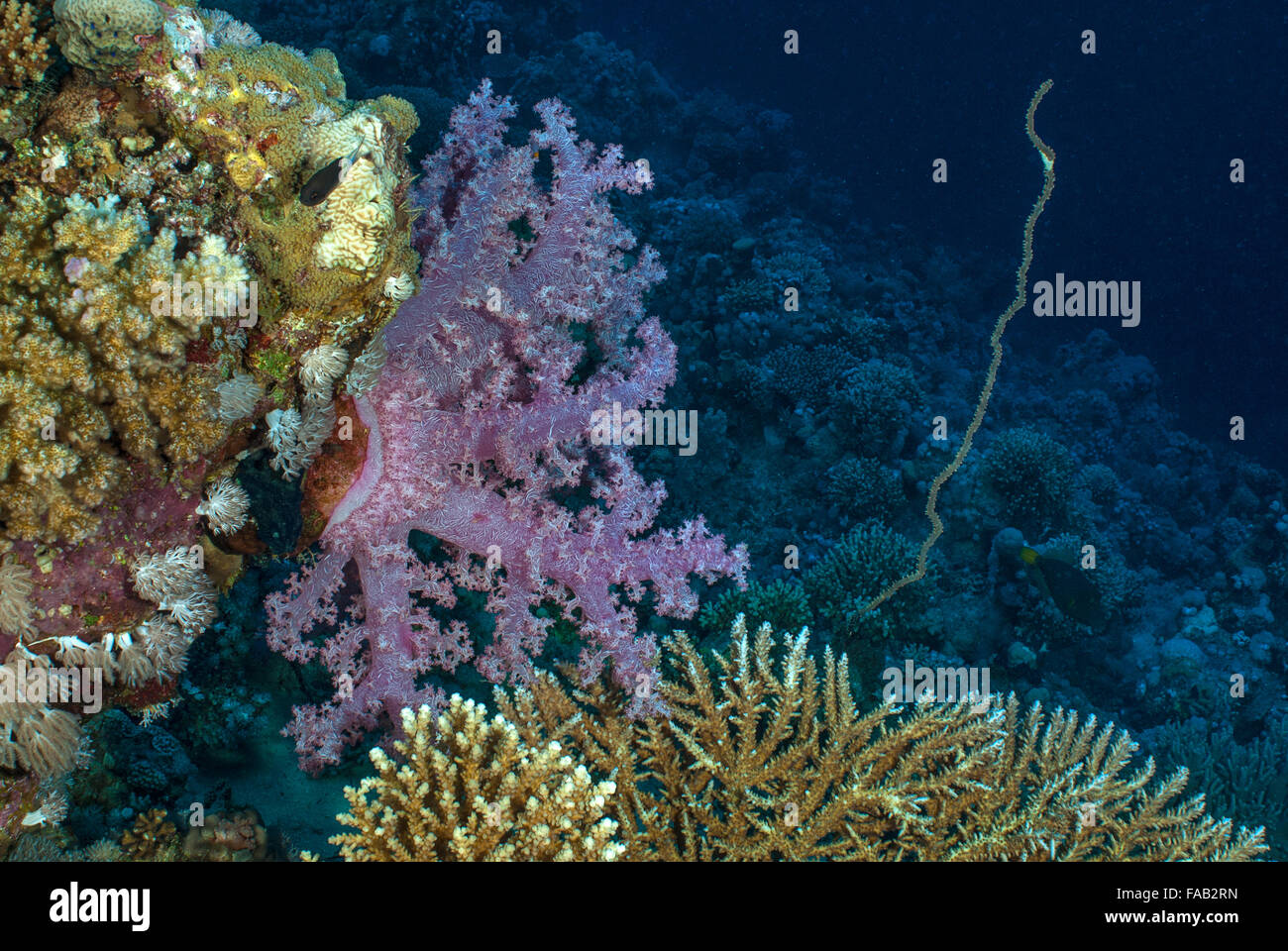 Soft coral, Dendronephthya speciosa, Nephtheidae, Red Sea, Sharm el ...