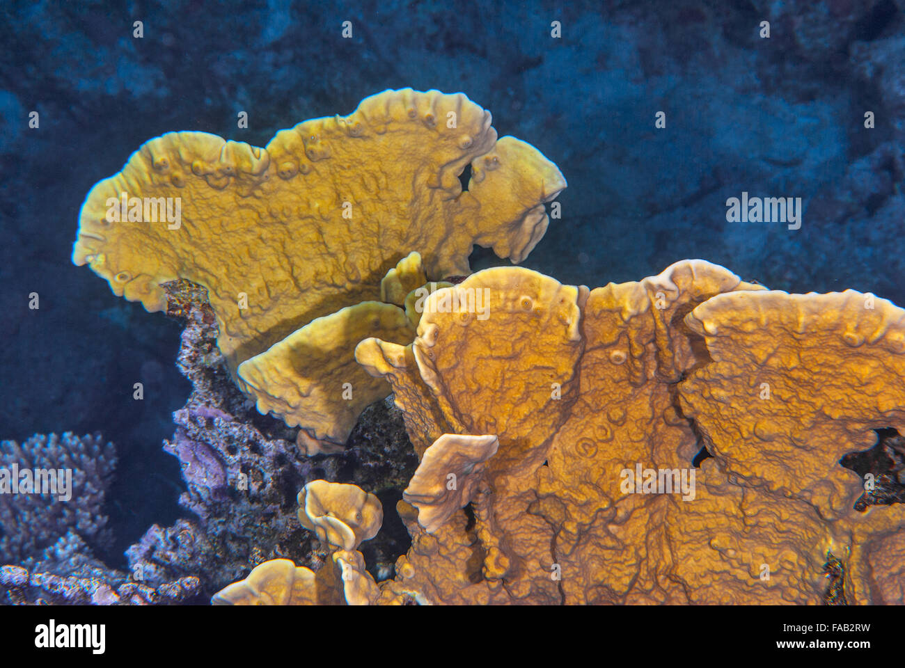 Fire coral, Millepora platyphylla, Milleporidae, Sharm el Sheikh, Red ...