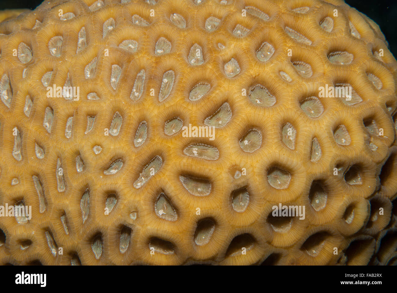 Brain coral, Favites vasta, Faviidae, Sharm el Sheikh, Red Sea, Egypt ...