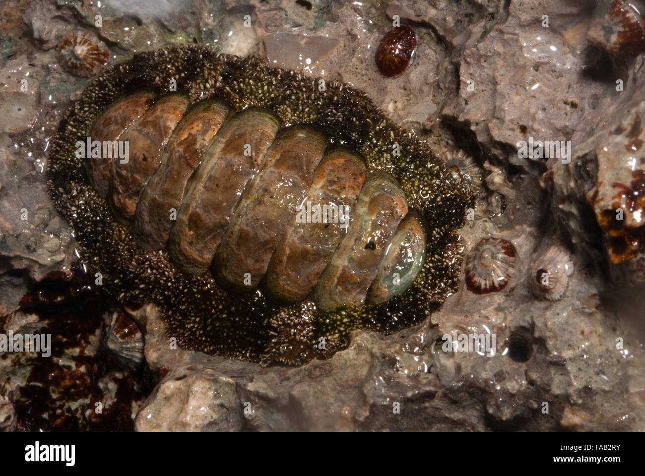 West Indian fuzzy chiton, Acanthopleura granulata, Polyplacophora ...
