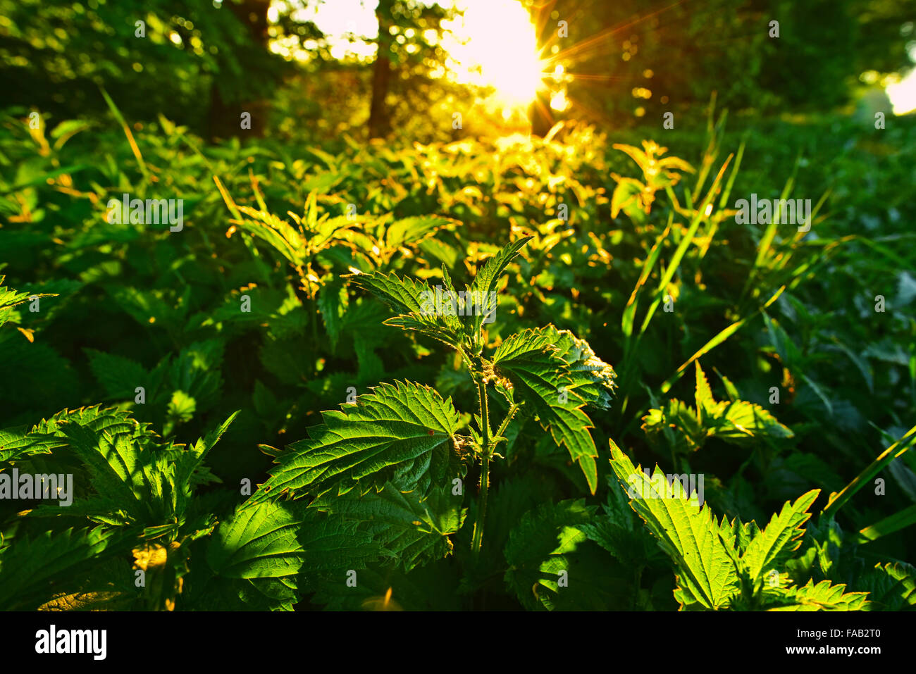 Nettle plants useful plant plants hi-res stock photography and images ...