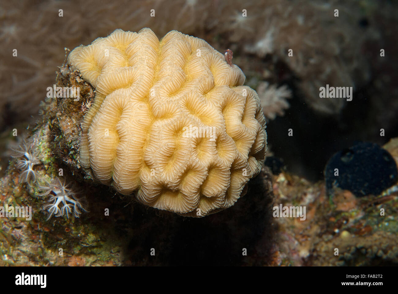 Faviidae hi-res stock photography and images - Alamy