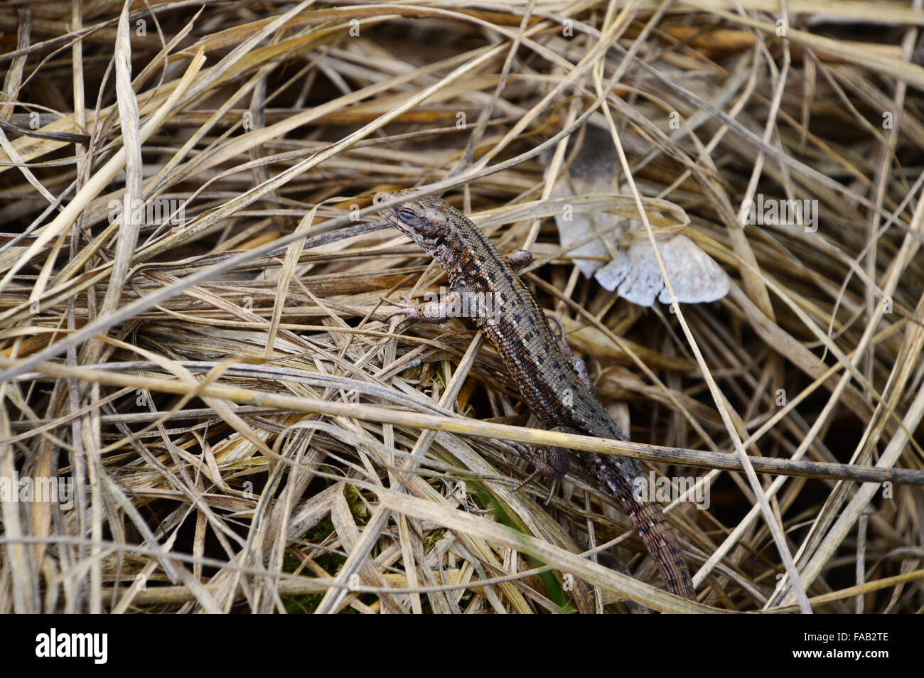 Wall lizard sleeping on grass Stock Photo - Alamy