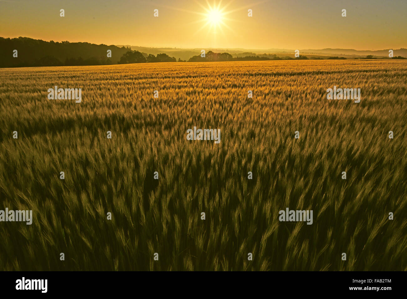 Grain field sunrise spring hi-res stock photography and images - Alamy