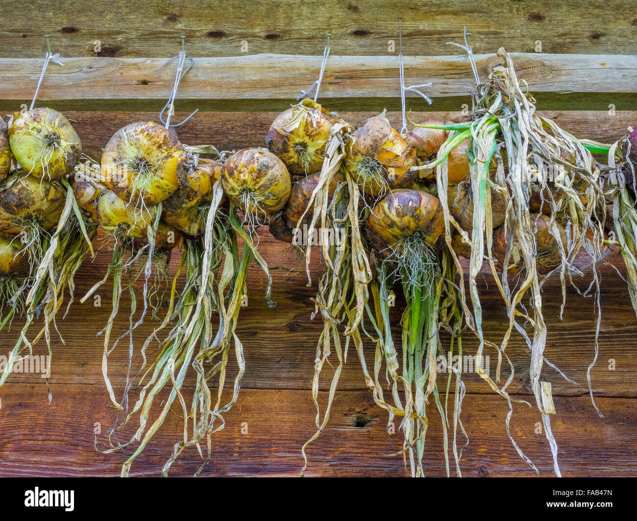 Drying Onions For Winter High Resolution Stock Photography and Images ...