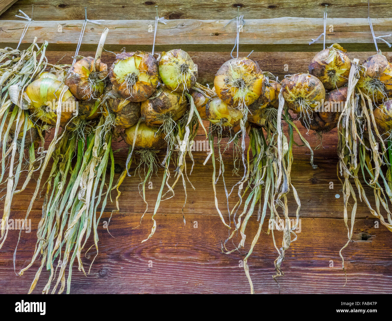 Drying onions in town of Santa Maddalena in Northern italy Stock Photo ...