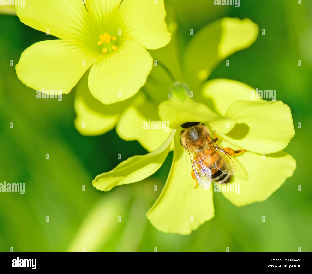 bee on a yellow oxalis Stock Photo - Alamy