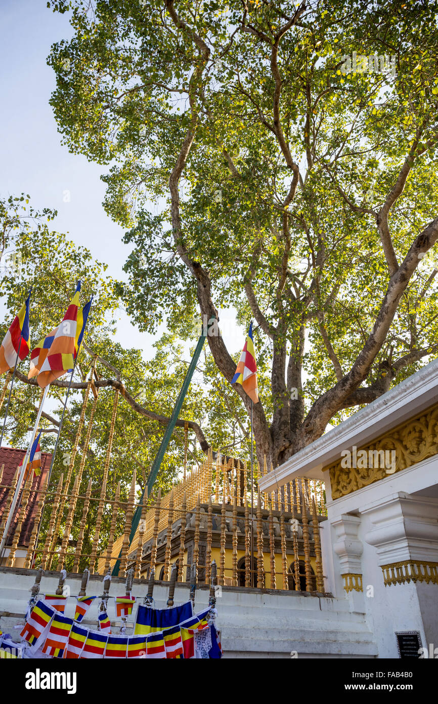 Sri Maha Bodhi (sacred bodhi tree), Anuradhapura, North Central ...