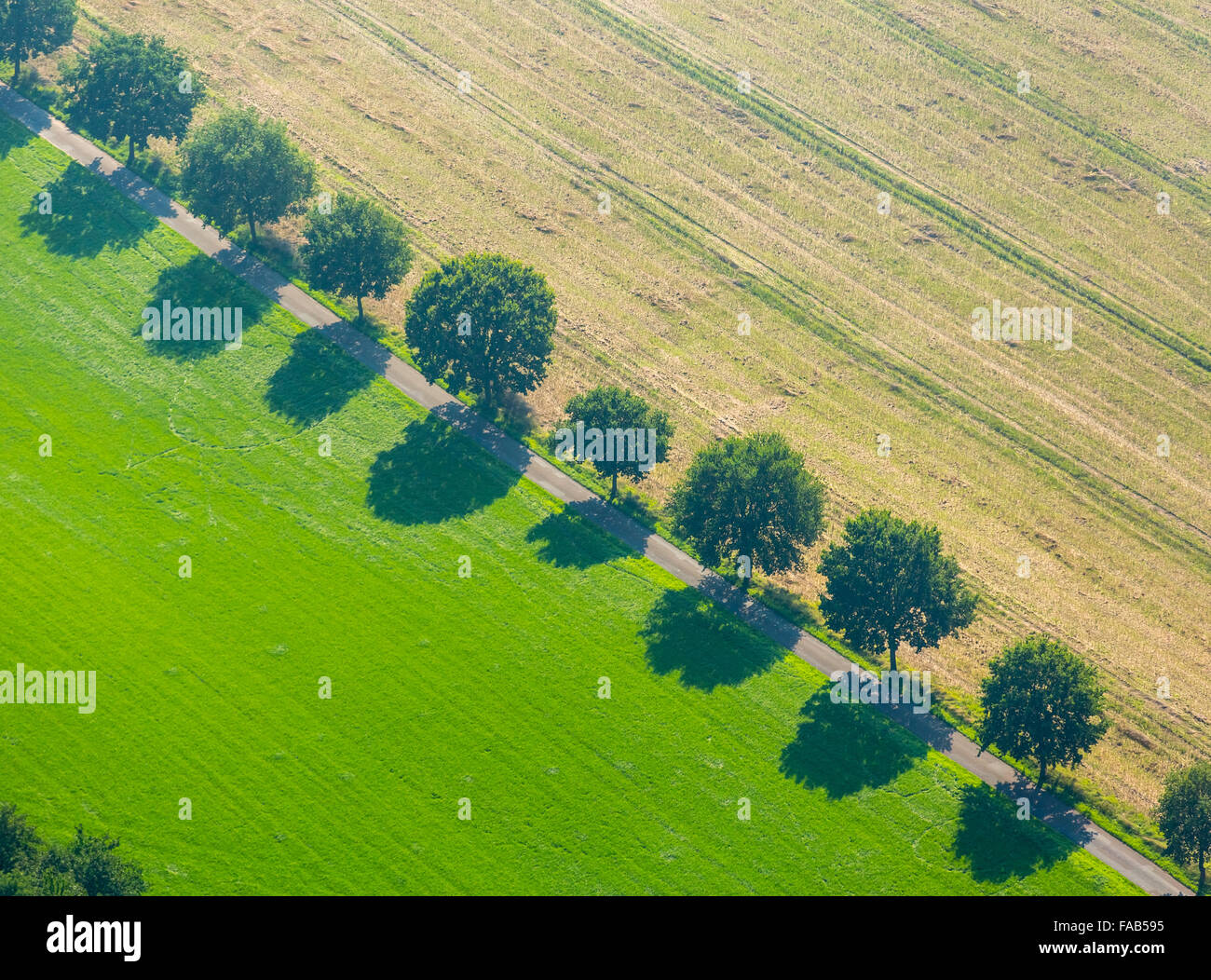 Aerial view, deciduous trees and on an alley in Kirchlengern, tree ...