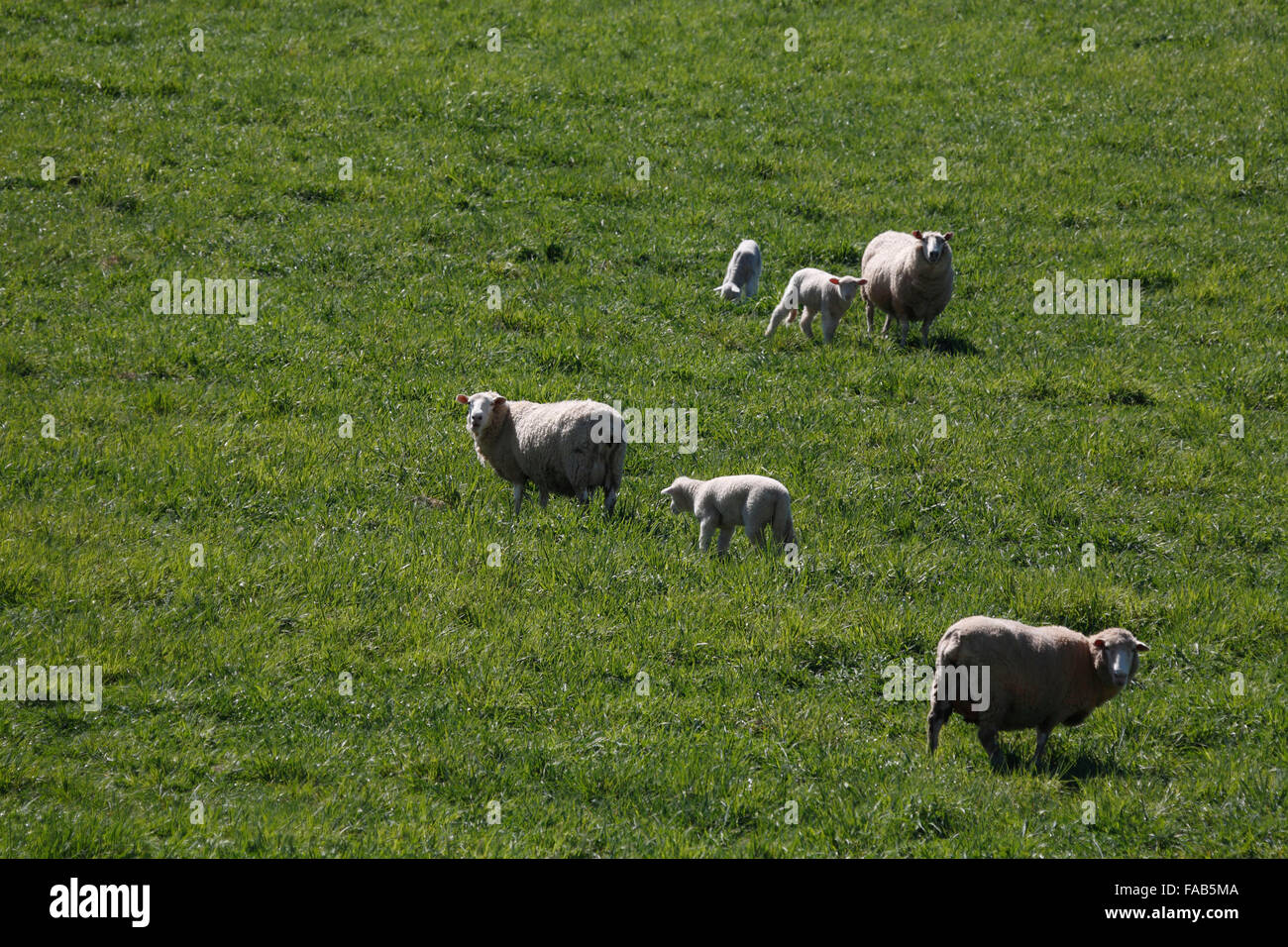 Sheep and lambs grazing on organic green pastures Binalong Southern ...