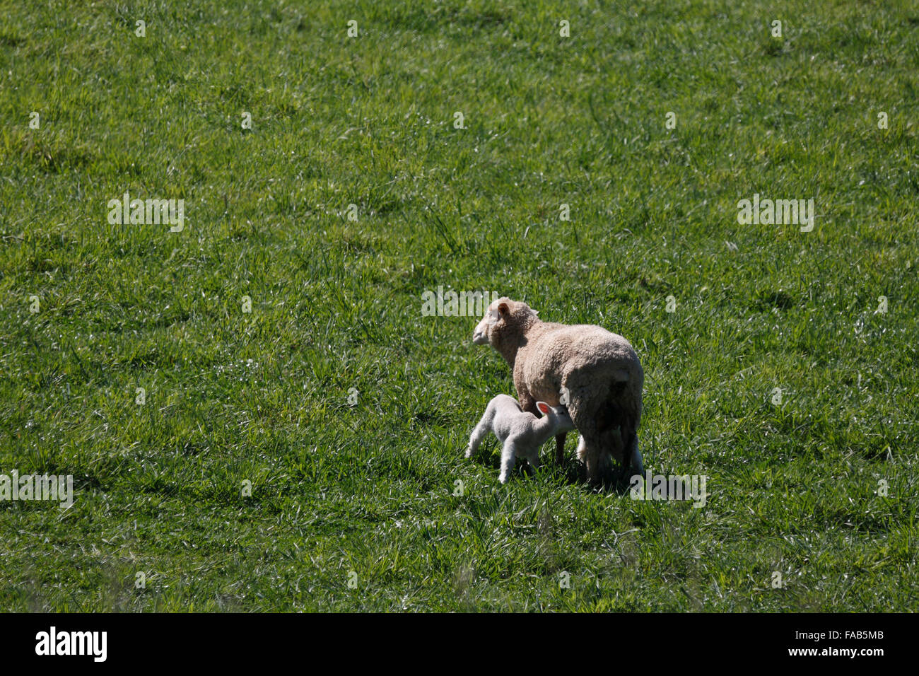 Sheep and lamb grazing on organic green pastures Binalong Southern ...