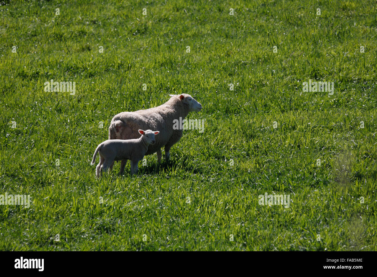 Southern tablelands hi-res stock photography and images - Alamy