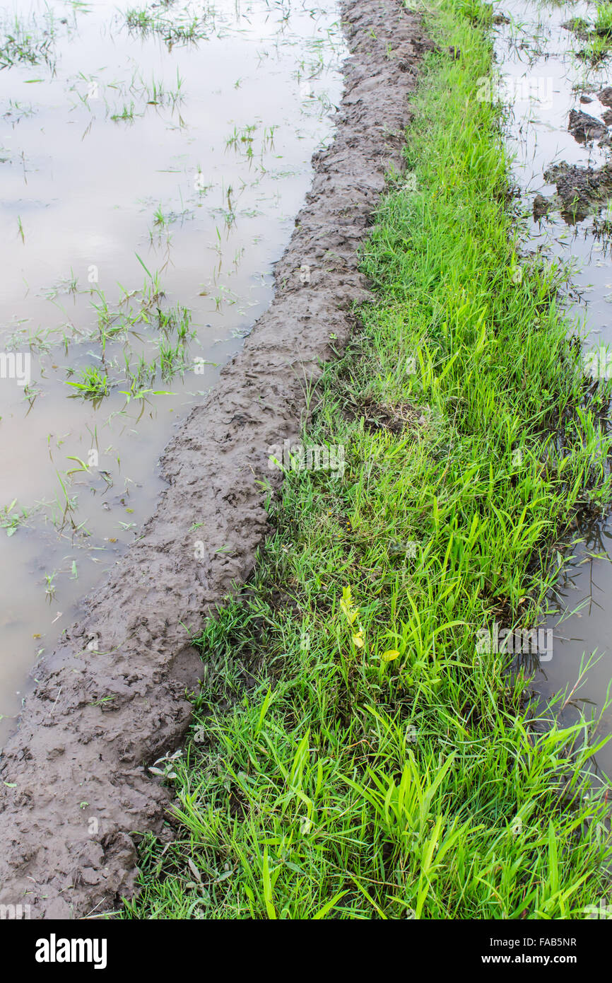 Stem soil in rice field Stock Photo - Alamy