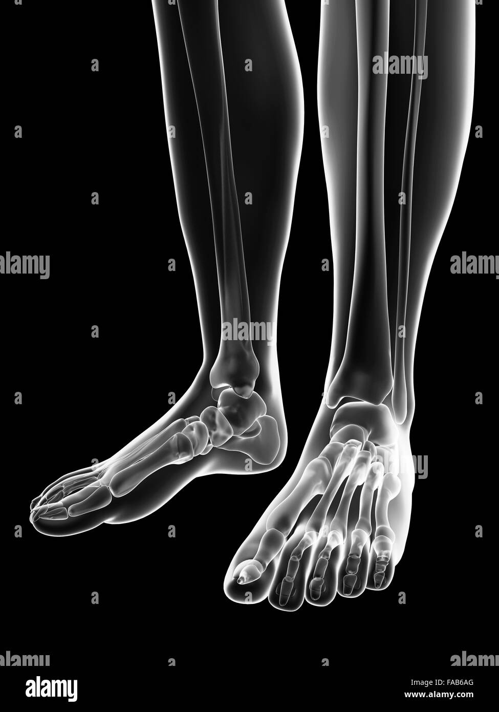 Human foot bones, computer illustration Stock Photo - Alamy