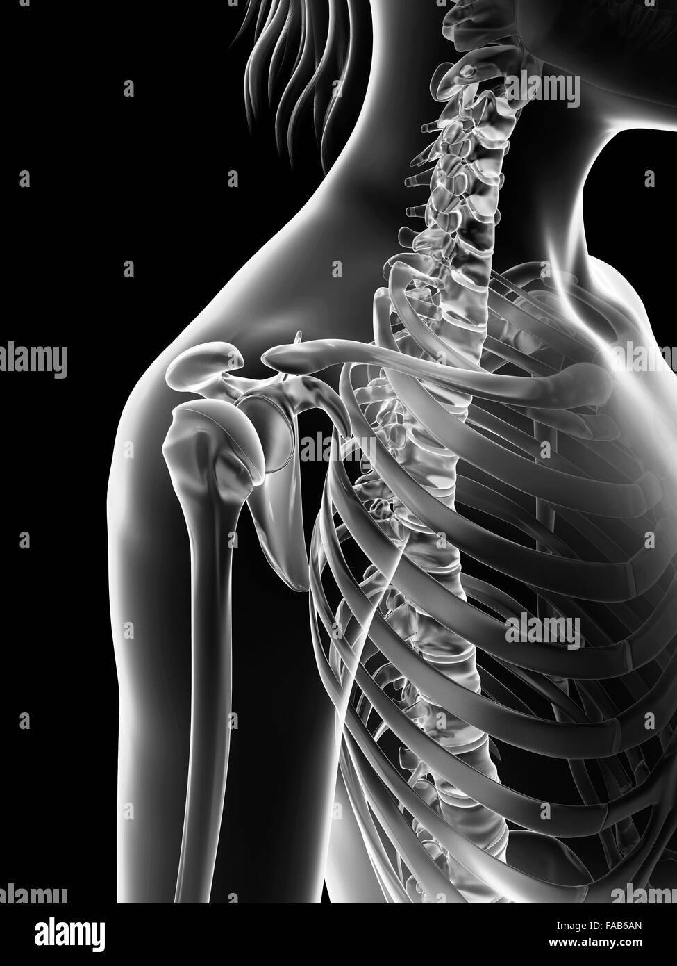 Human shoulder joint, computer illustration Stock Photo - Alamy