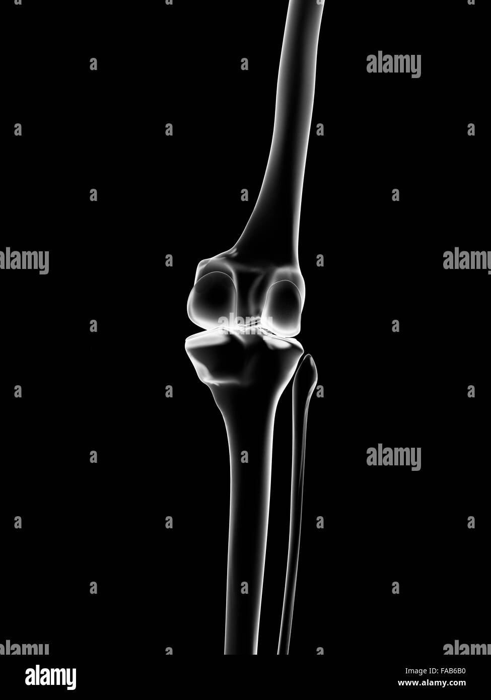 Human knee joint, computer illustration Stock Photo - Alamy