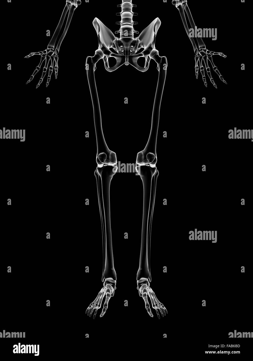 Human leg bones, computer illustration Stock Photo - Alamy