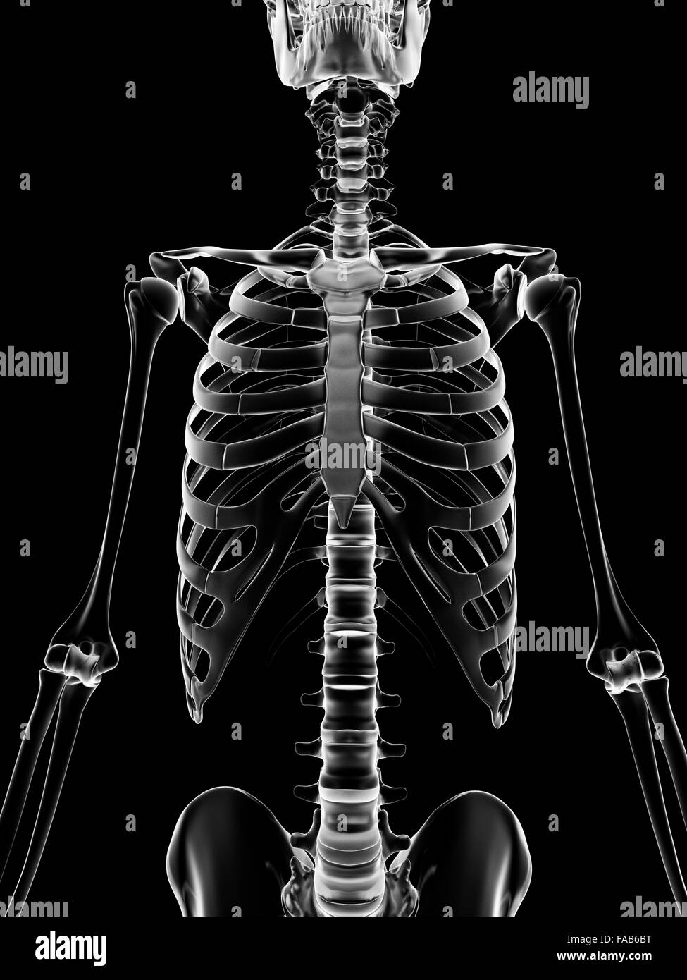 Human skeletal system, computer illustration Stock Photo - Alamy
