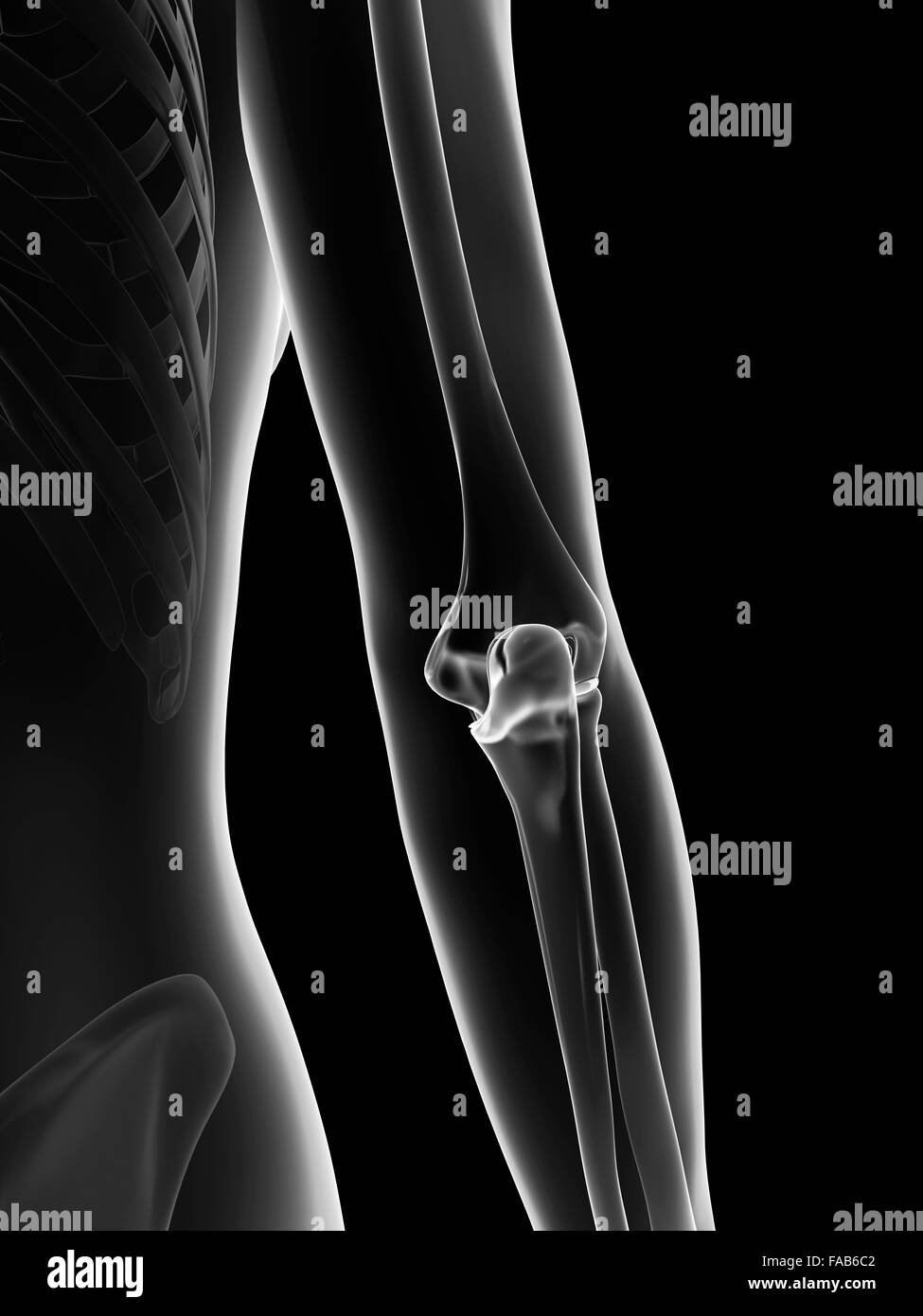 Human skeleton arm elbow anatomy Black and White Stock Photos & Images ...
