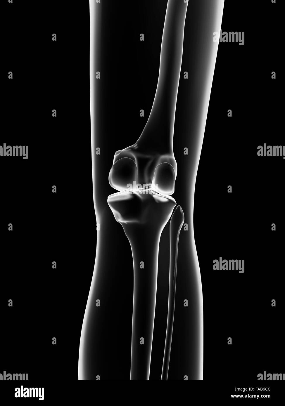 Knee anatomy structure human Black and White Stock Photos & Images - Alamy