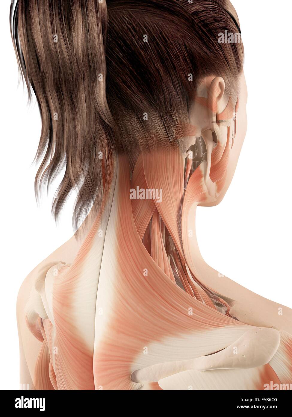 Muscles of the neck and shoulder, computer illustration Stock Photo - Alamy