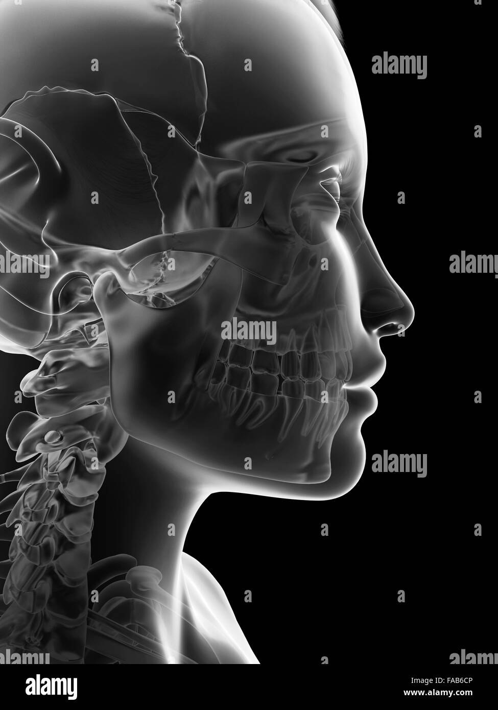 Human head and neck anatomy Black and White Stock Photos & Images - Alamy