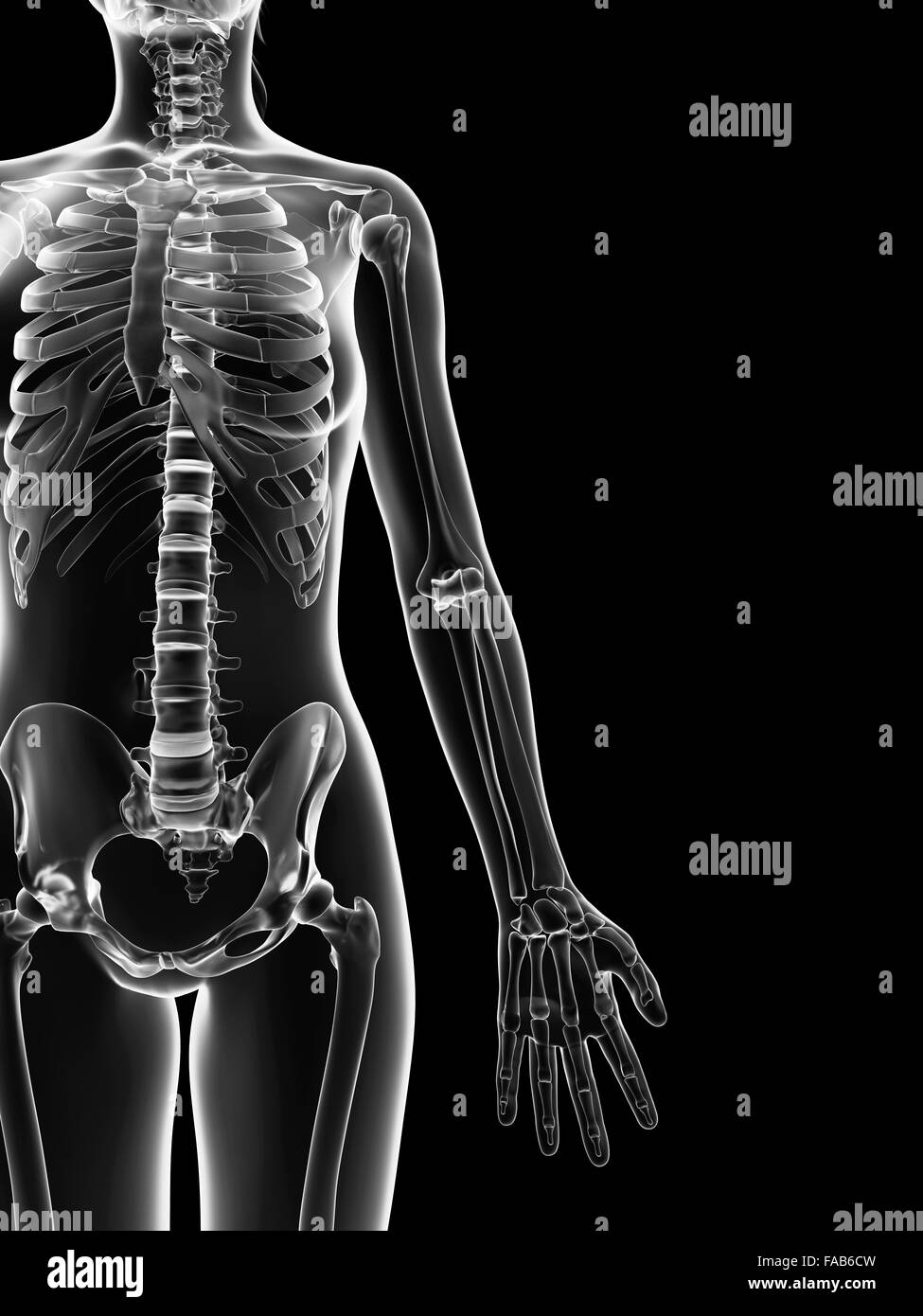 Human skeletal structure, computer illustration Stock Photo - Alamy