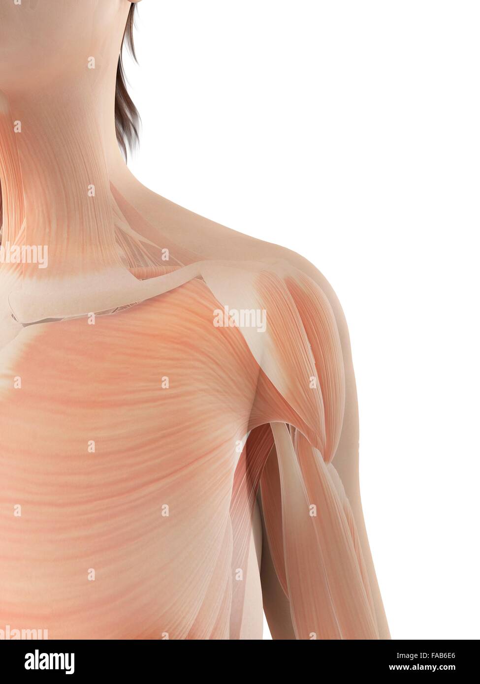 Shoulder muscles, computer illustration Stock Photo - Alamy